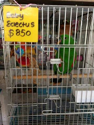 Eclectus Cage Size | LukeJade.com