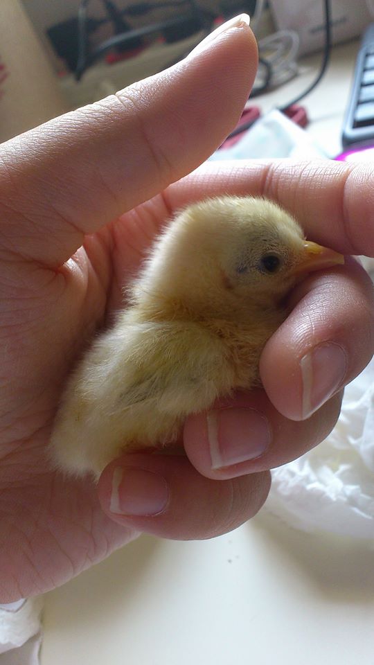 Breeding: A Detailed Overview | LukeJade.com